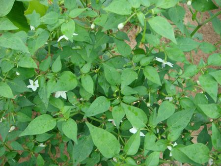 Chilli at flowering stage